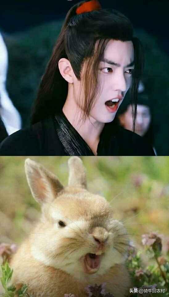 Xiao Zhan hits the dog's expression bag - iMedia