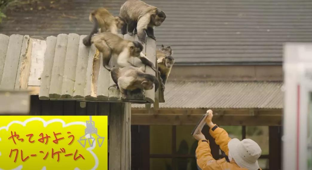 Humans are trying to teach monkeys to play a claw machine - iNEWS