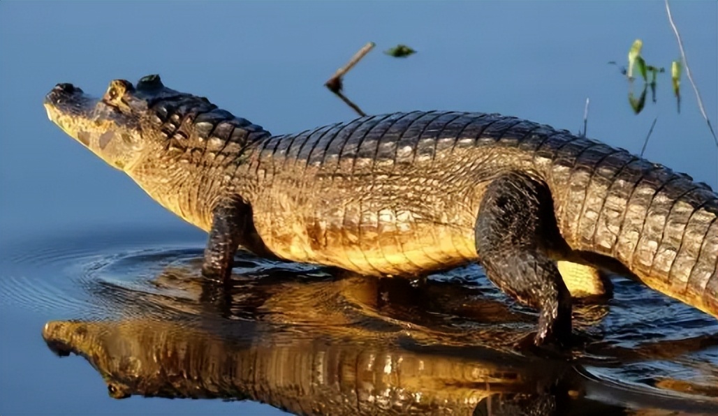 Black caimans: giants of nature, encounters with humans - iNEWS