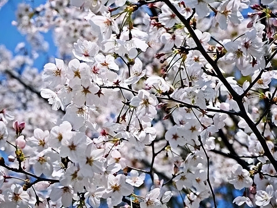 The spring is warm and the flowers are blooming, let's go for an outing ...