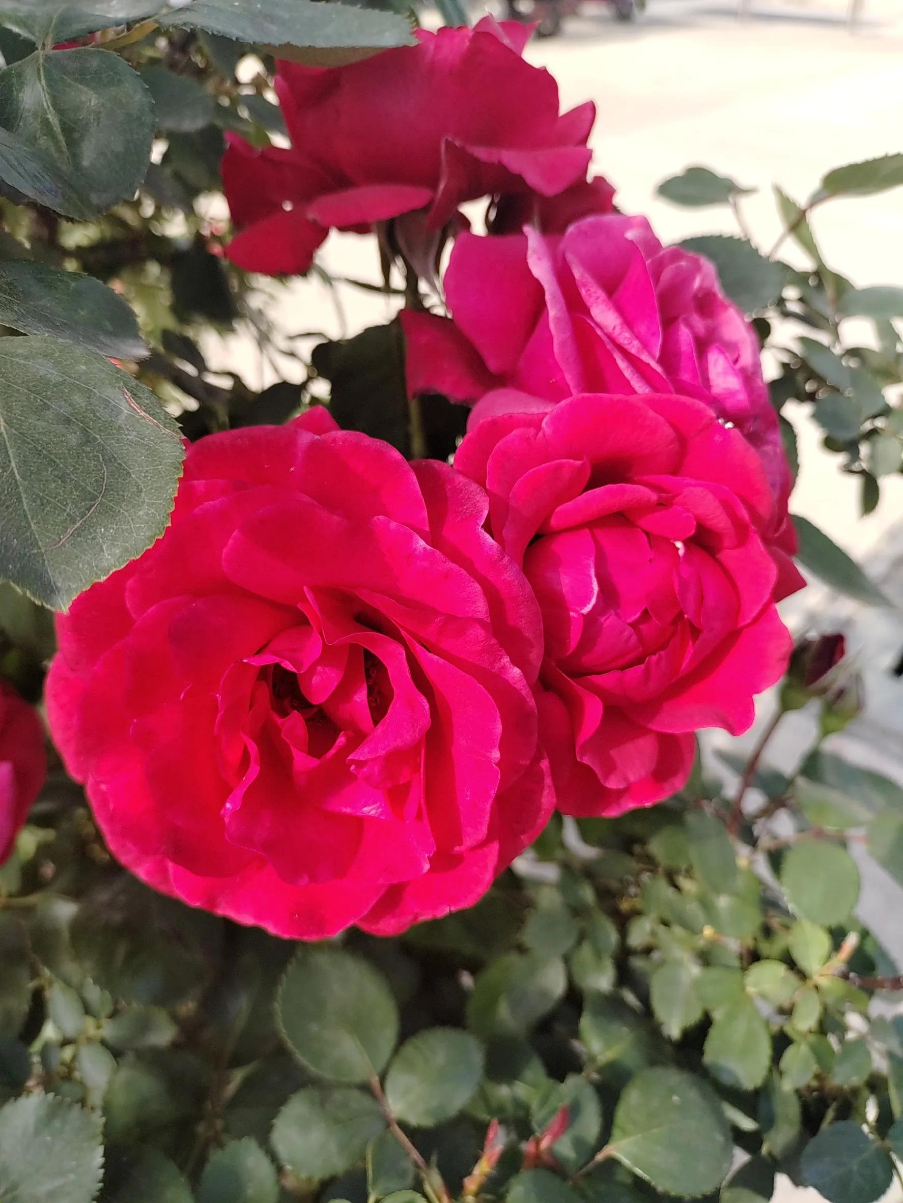 There are tens of millions of varieties of Chinese roses, and I love ...