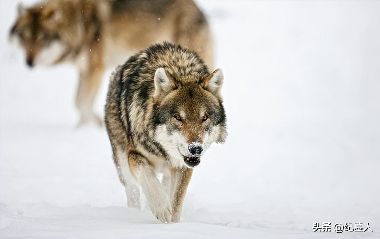 In 1964, the armed police encountered ferocious wolves. The soldiers ...