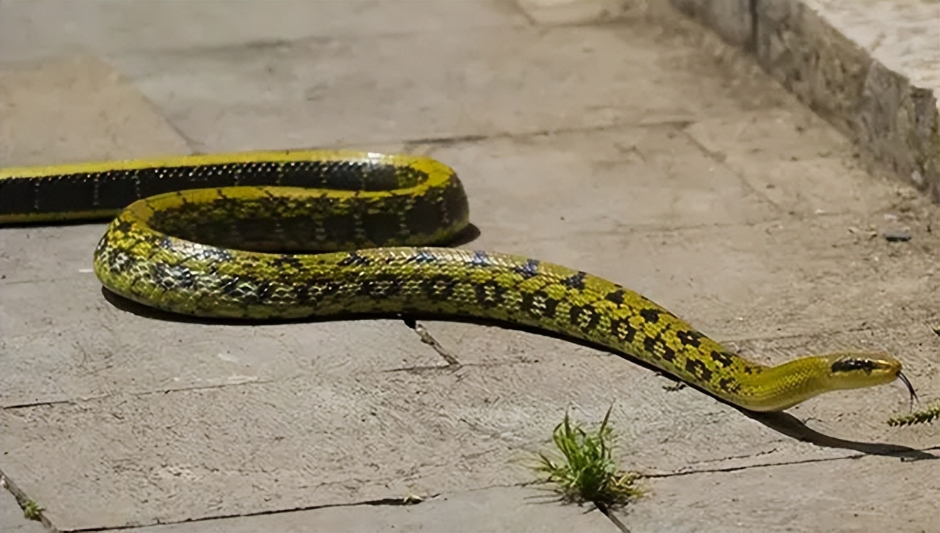 The old man said, "One place is king of brocade snakes, ten miles is ...