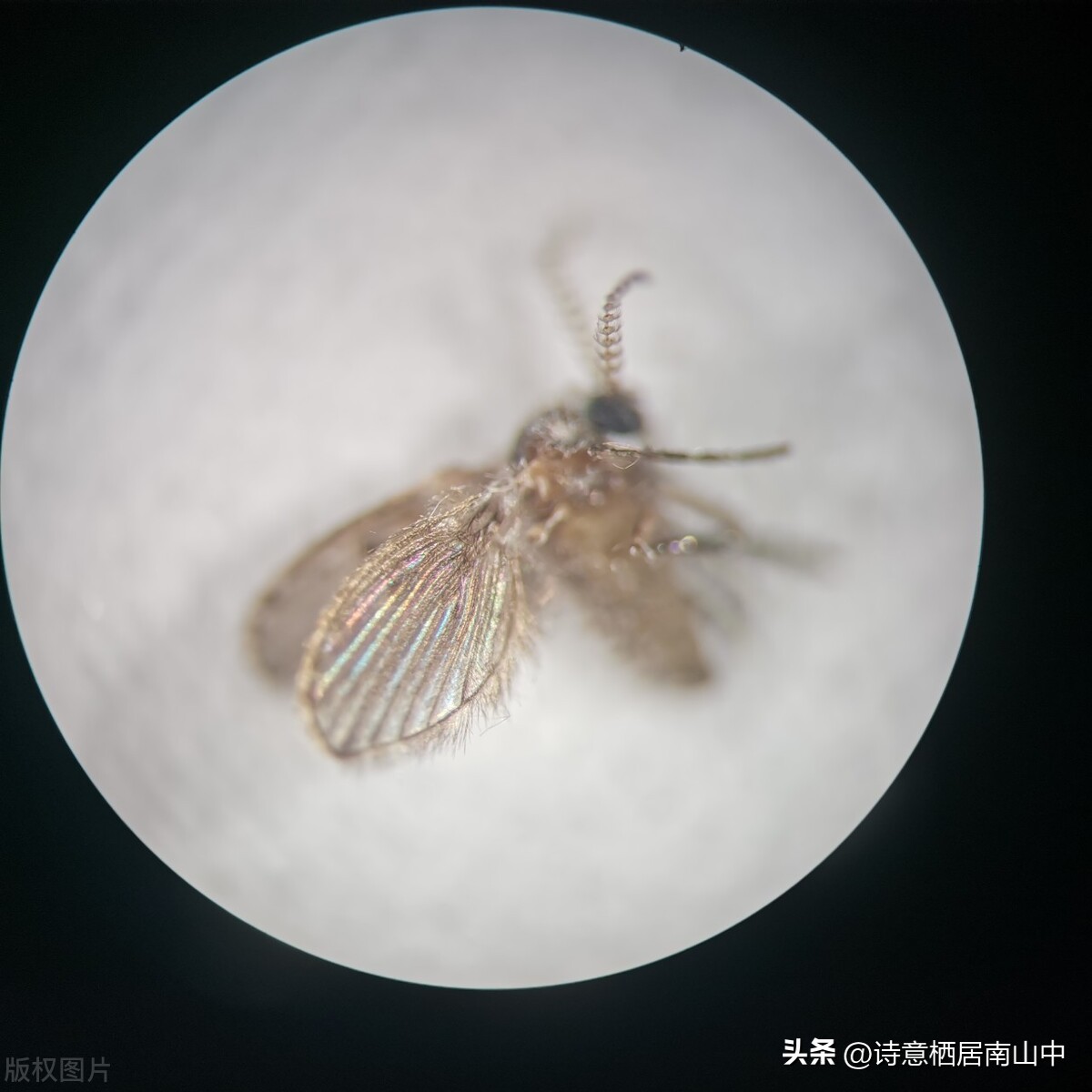 Sharing: In summer, there are often moths and small flying insects ...