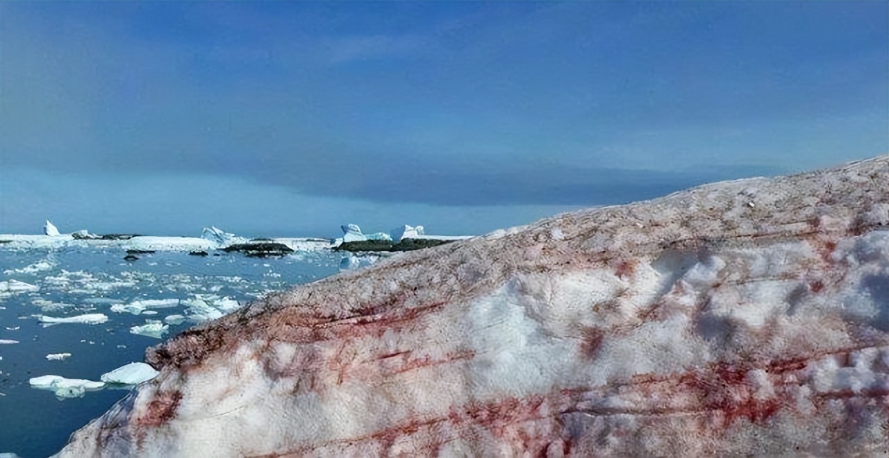 What is the reason for the "red snow" event in Antarctica this year ...