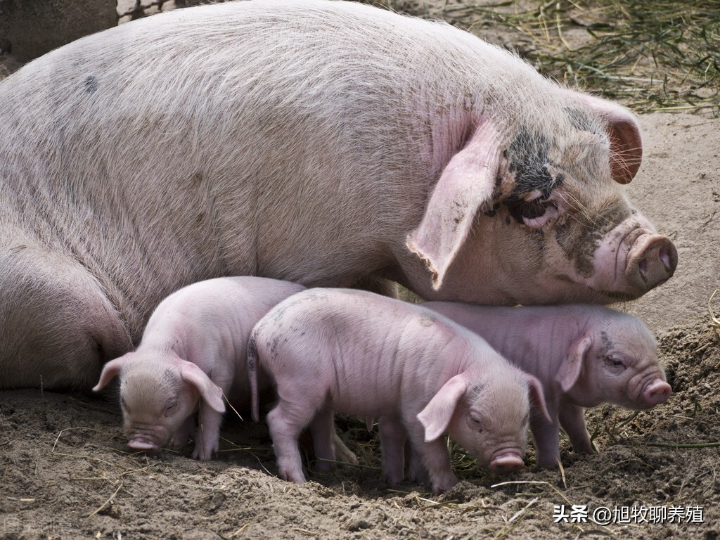 Learn these three tricks after the sow gives birth to ensure that your ...