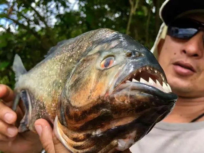 46 years ago, the bus fell into the water and 38 people were bitten ...