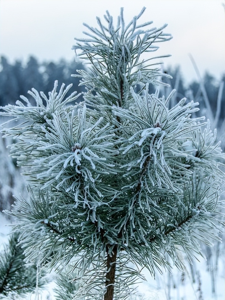 Extremely cold-resistant plants can survive freezing at minus 20 ...