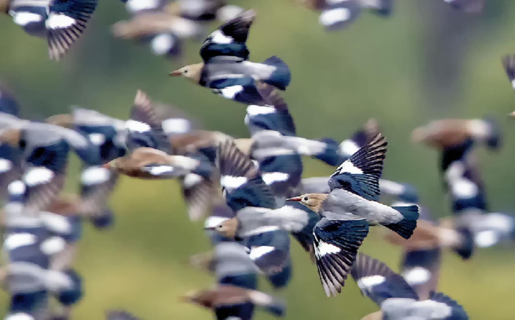 In 1890, the United States released 60 birds, and now it is losing $1 ...
