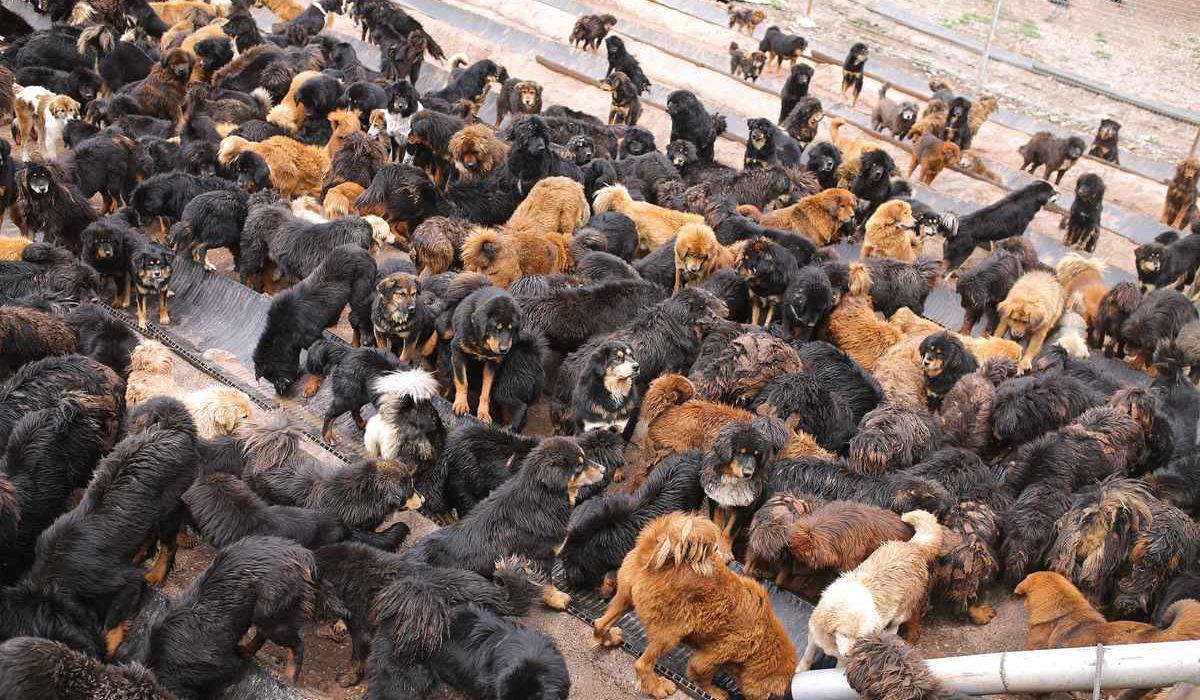 A famous dog worth tens of millions was once sold as a stray dog. The ...