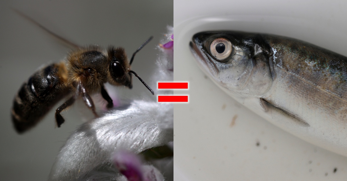 Three judges in California judged that the deer was a horse and the ...