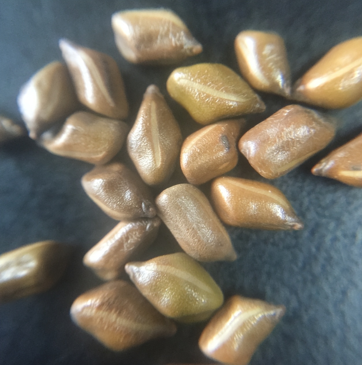 Take you to identify the cassia - iNEWS