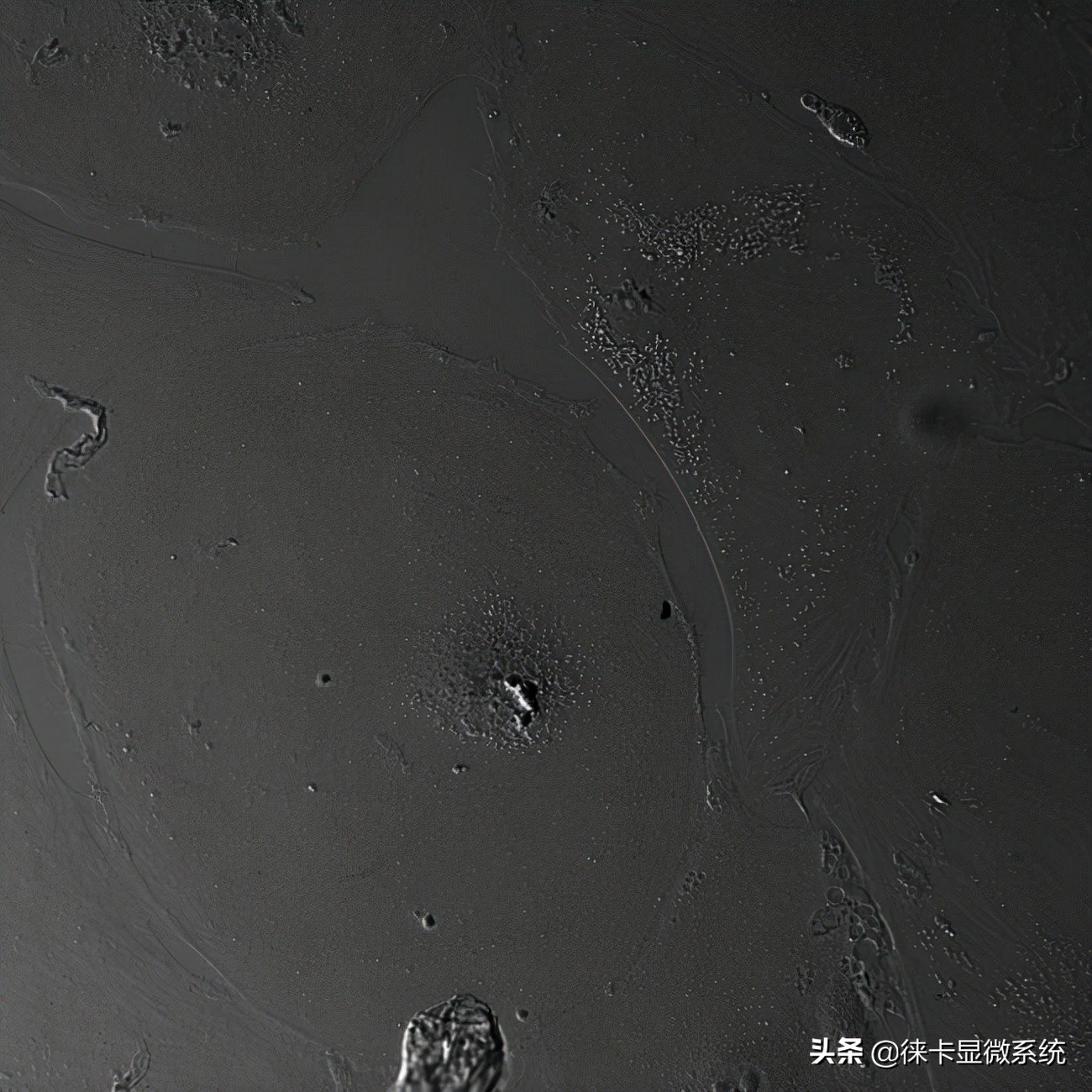 Introduction to Live Cell Imaging - iNEWS