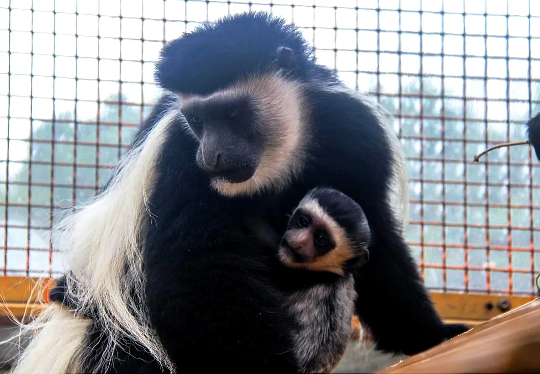 Wuxi Zoo: Spring Carnival - iMedia