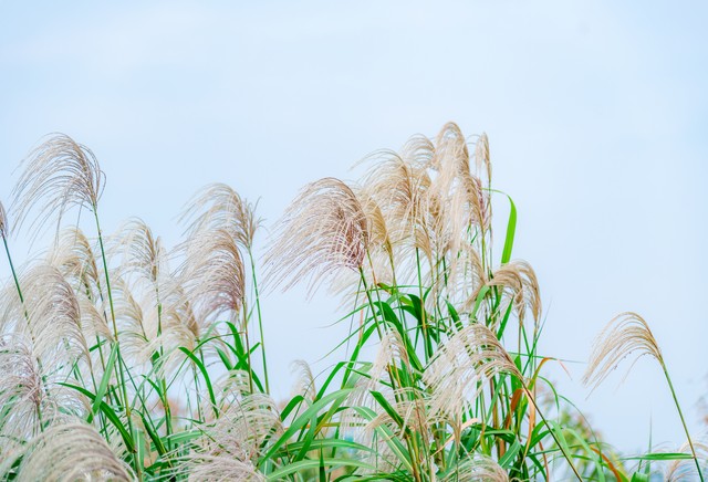 Deng Yalan's Original Prose——The Wind of South Dongting - iMedia