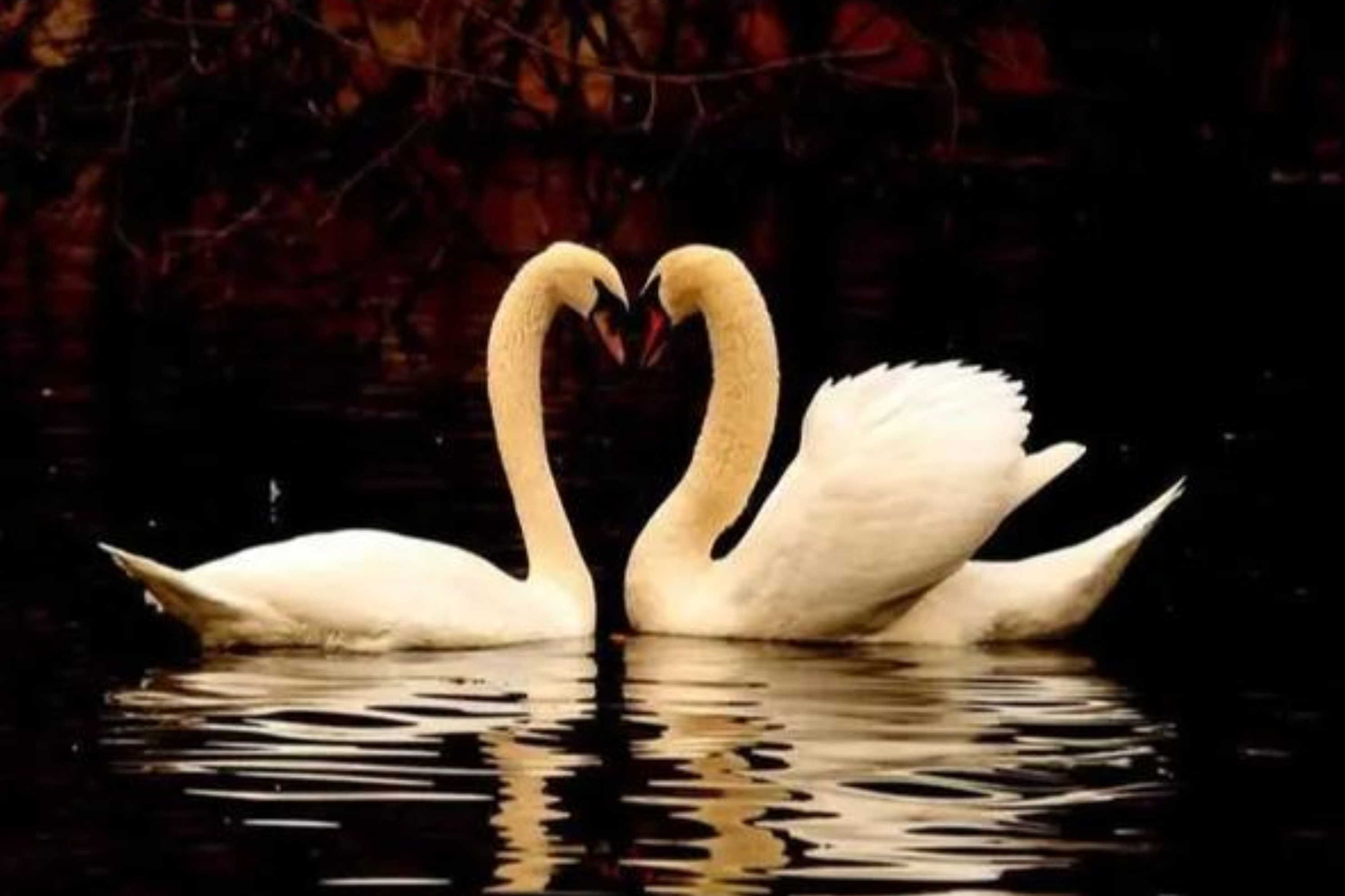 In a monogamous animal, if one of the partners dies, can the remaining ...