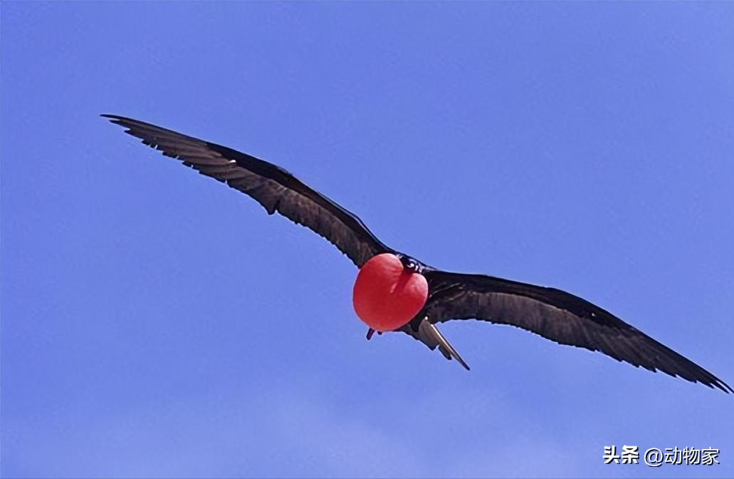 Do you know what kind of birds that bring their own balloons and blow ...