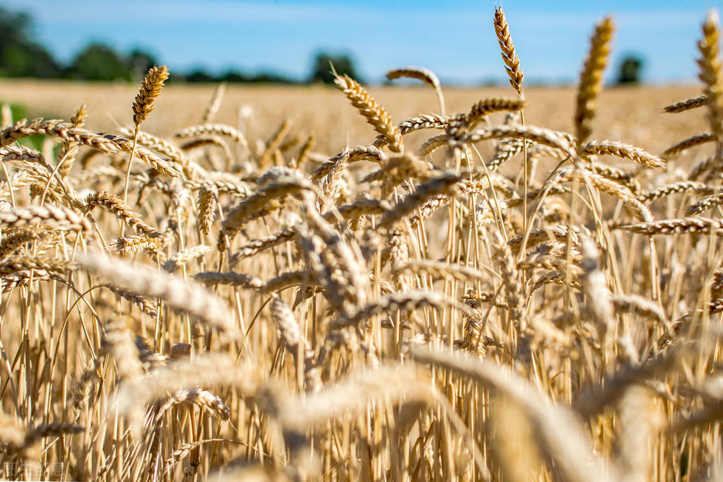 Ingredient party must know - rye seed extract - iNEWS