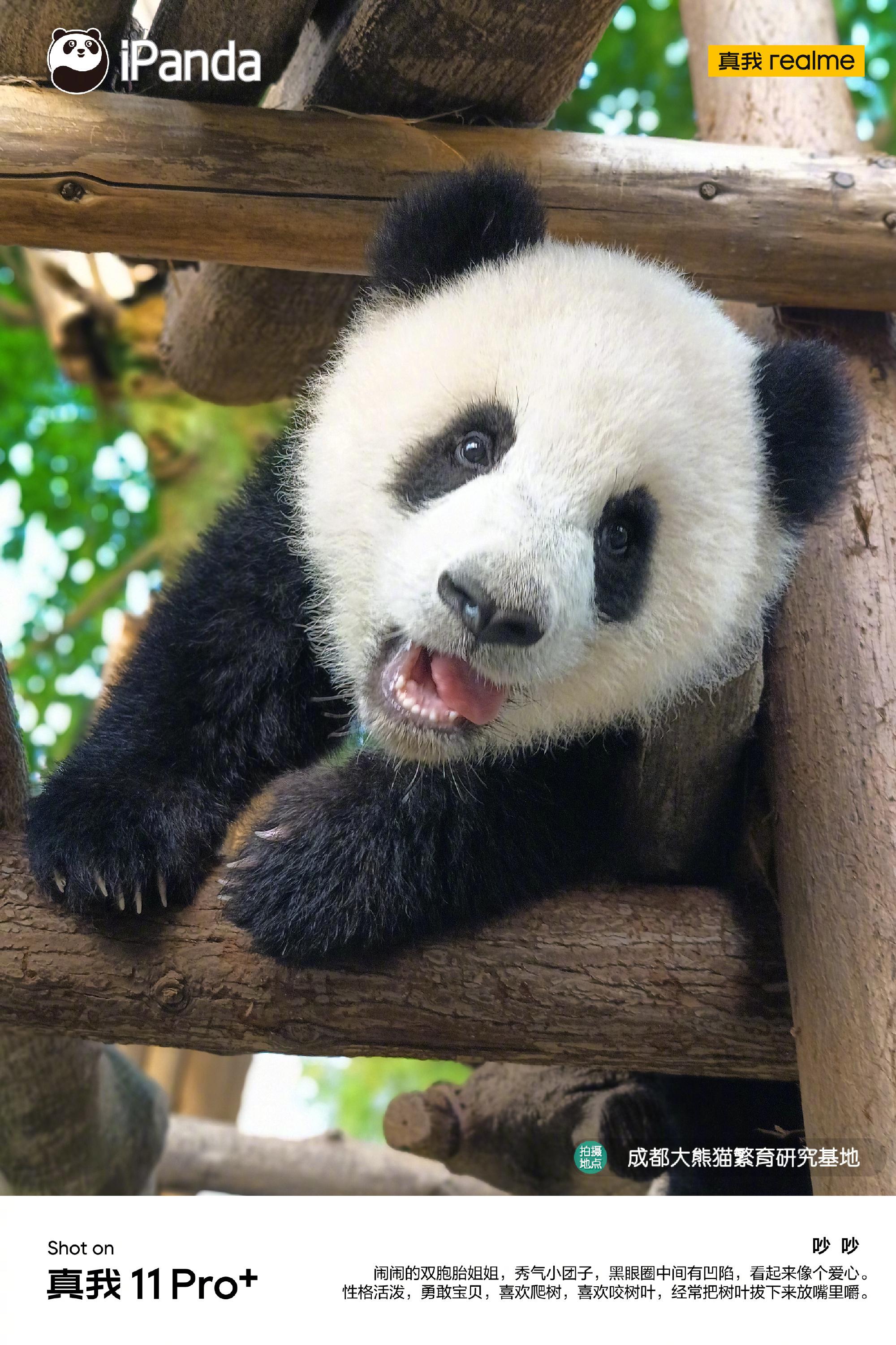 Clearly record the cute moments of pandas, Real Me 11 Pro+ real shot ...