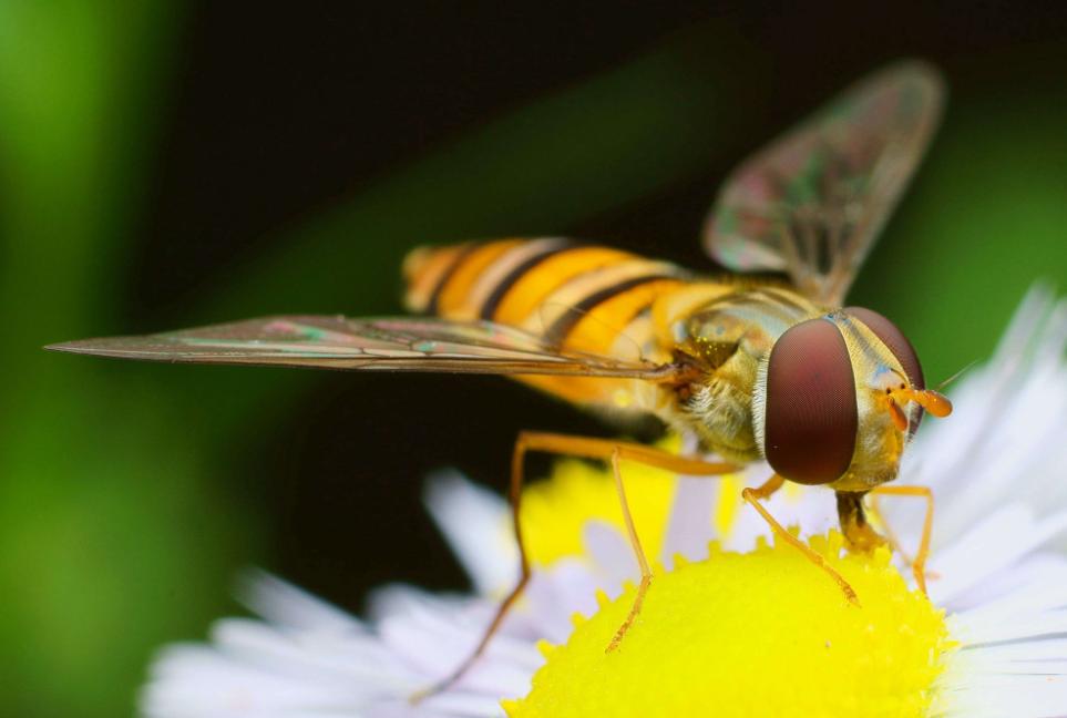 Insects: little giants in nature, do you know how important they are ...