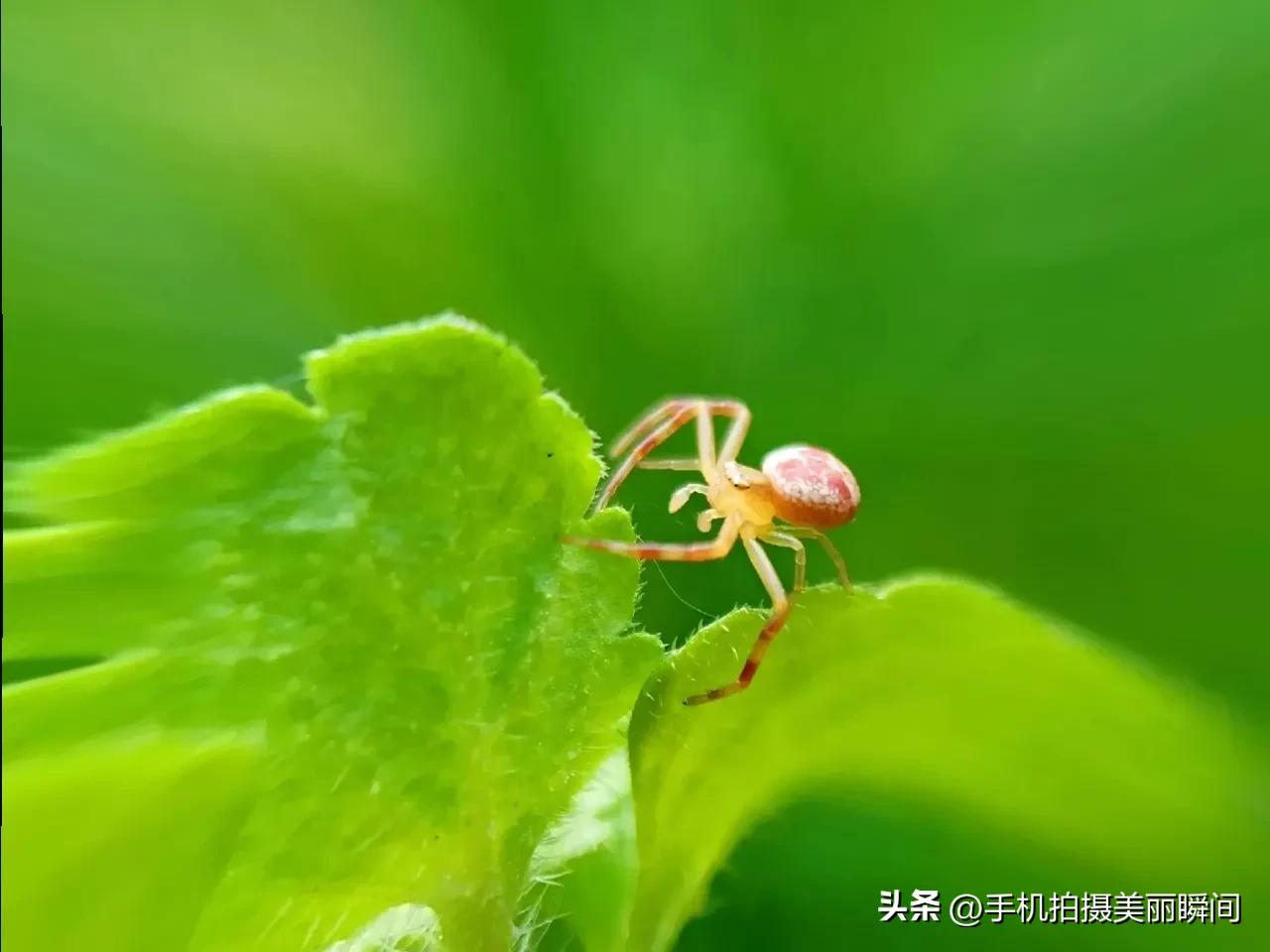 Tips for taking macro photos of insects with mobile phones - iMedia