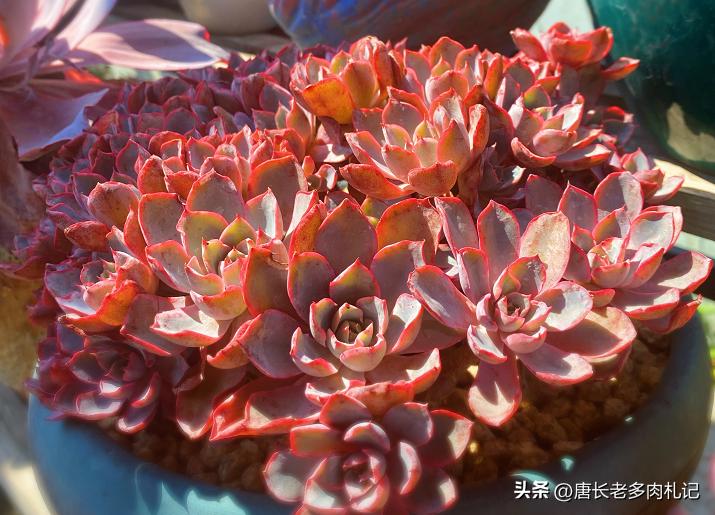 Let the succulent burst into the side buds, which is better?Experienced ...