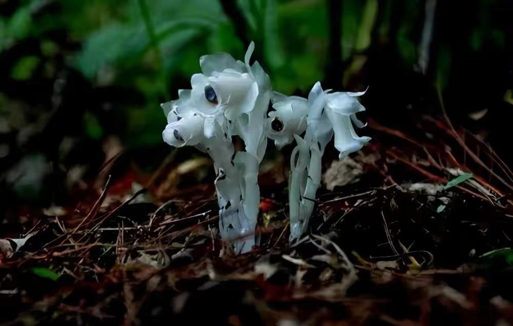 The "Flower of the Underworld" appeared in Hunan, shining in the forest ...