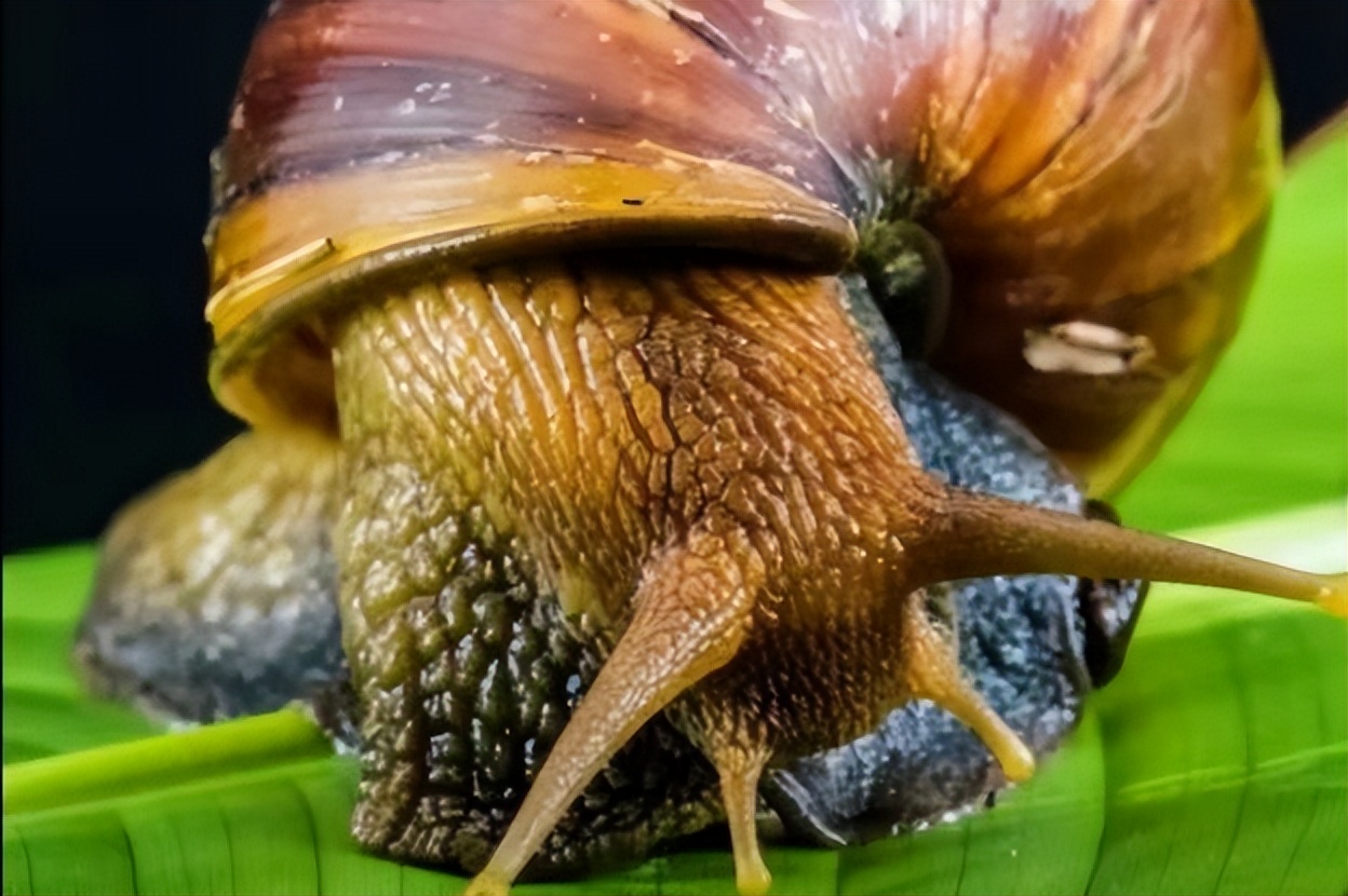 Exploration and discovery of snail with static electricity - iNEWS