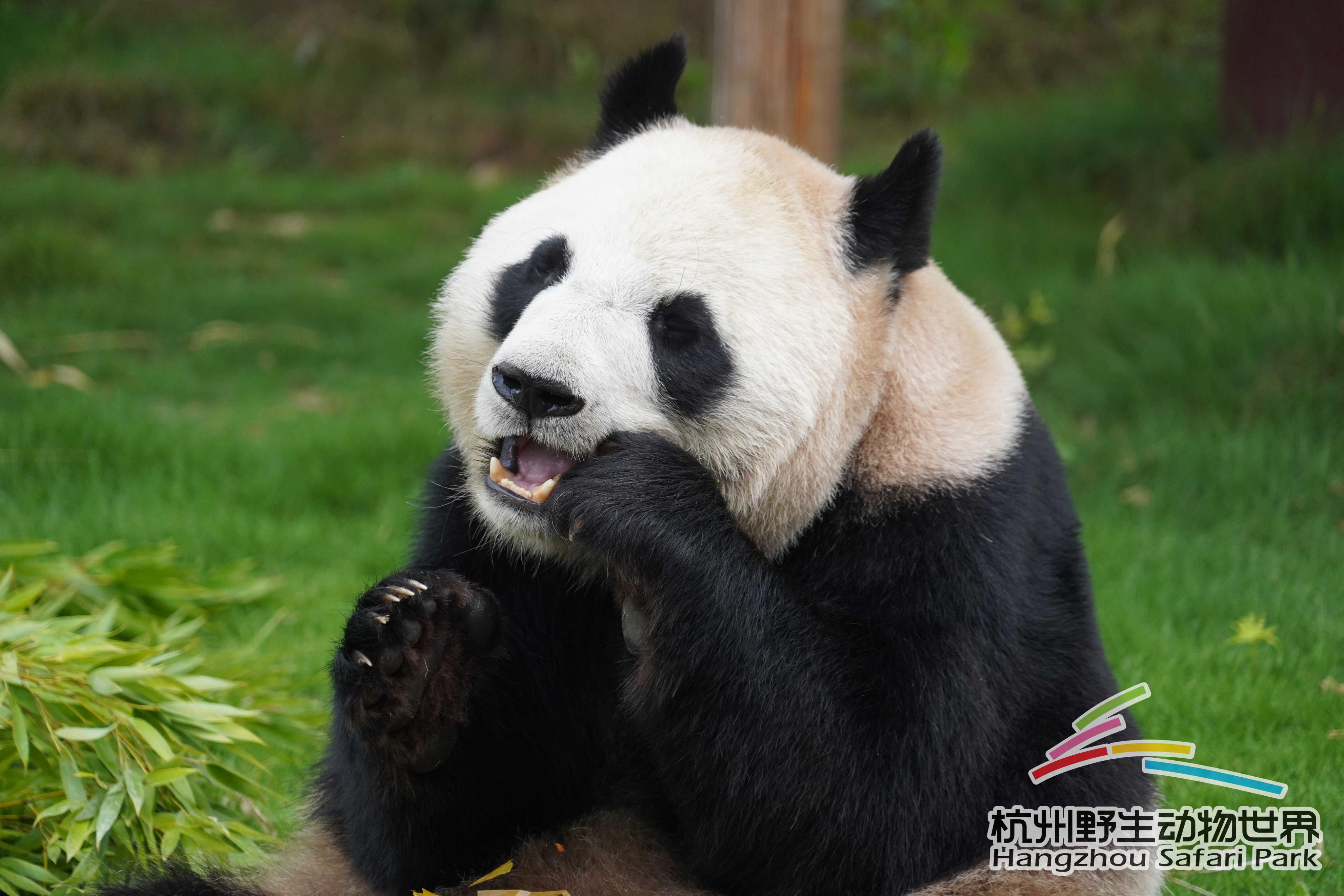 Happy "rice dumpling" mobilization, the animals of Hangzhou Wildlife ...