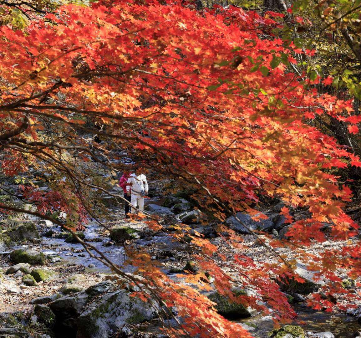In early summer, I went for a walk in Guanmen Mountain National Forest ...