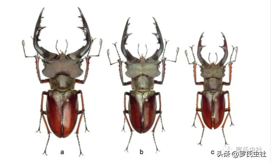 A quick list of deep mountain shovel species around the world, worth ...