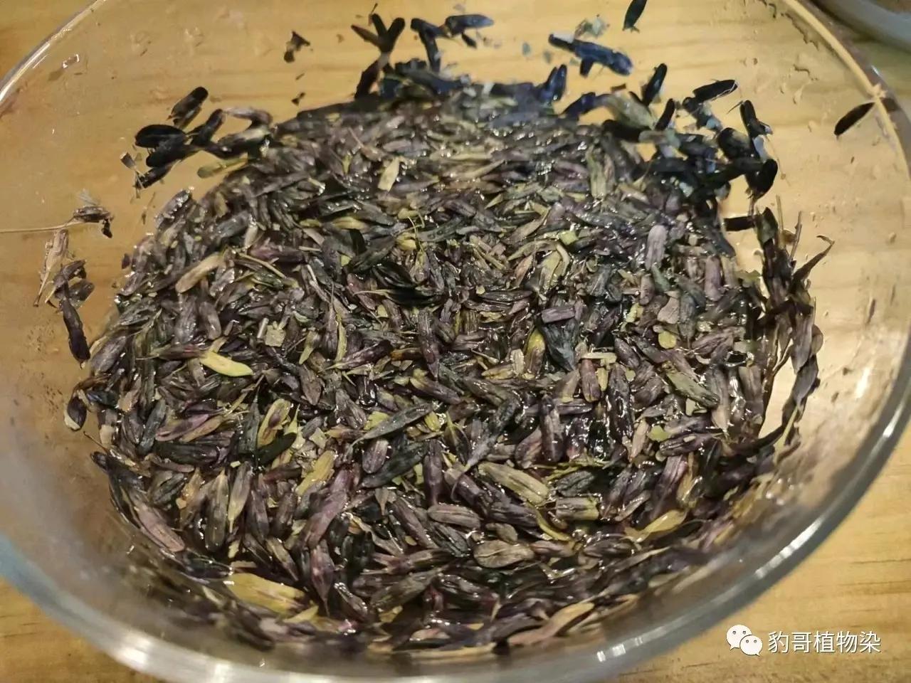 Teach you to grow Banlangen at home and improve immunity together - iNEWS