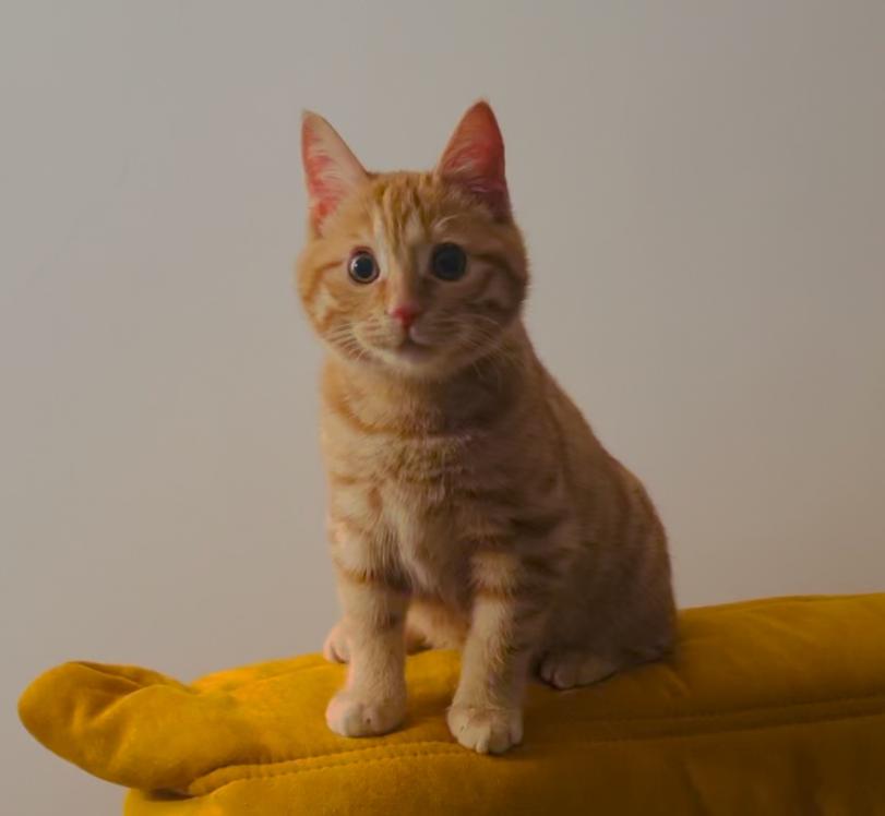 Ten "orange cats" and nine males?There is science behind it - iNEWS