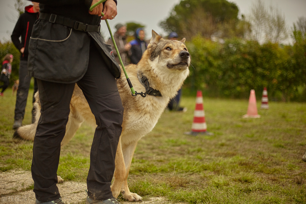 Old Mao's story: I lost a thousand yuan after eating dog meat - iNEWS