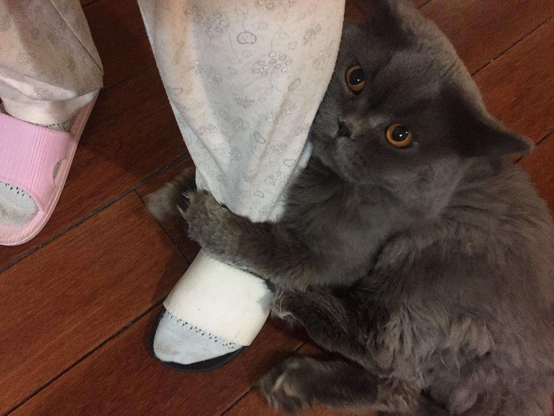 Cats use their "paws" to pull you, there are these 8 meanings, don't ...