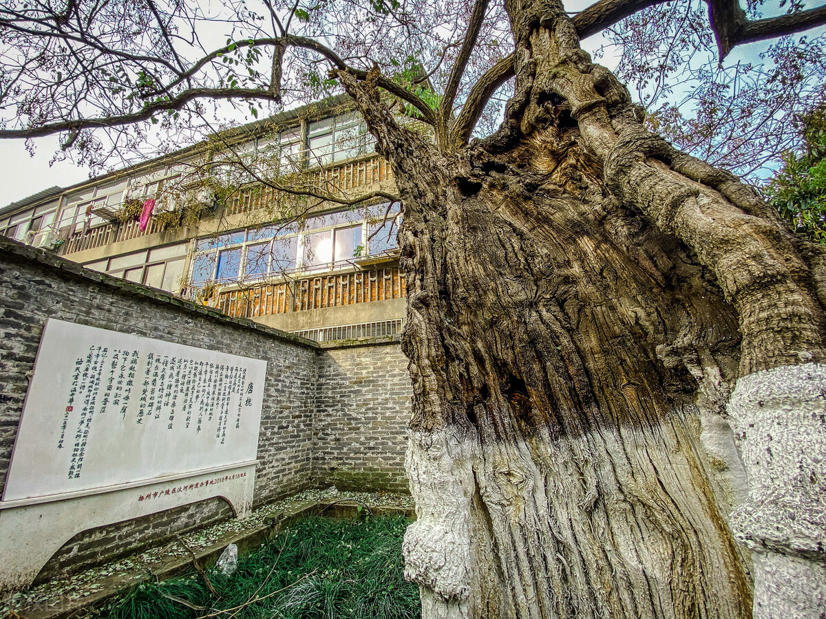 The ancient locust tree in Tuoling Lane, "Nanke Yimeng" is actually ...