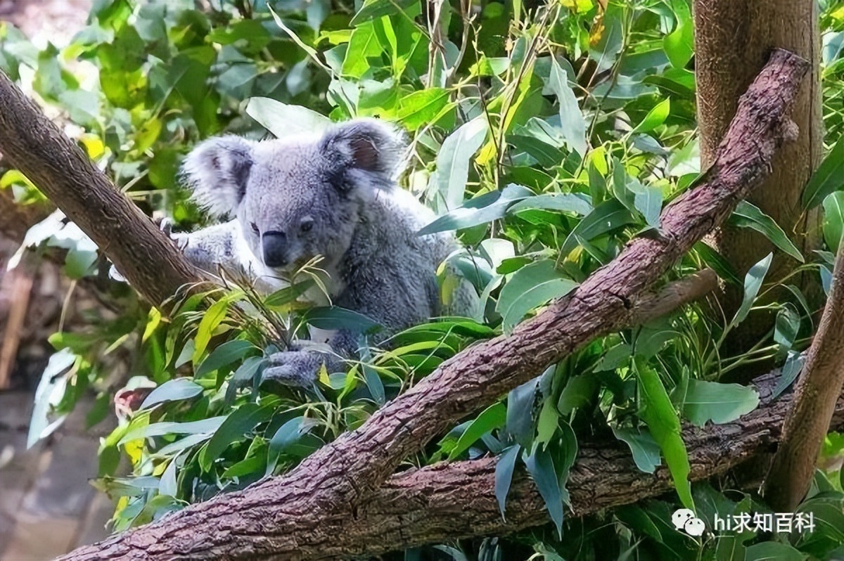 Koalas only eat poisonous eucalyptus leaves, why are they not poisoned ...