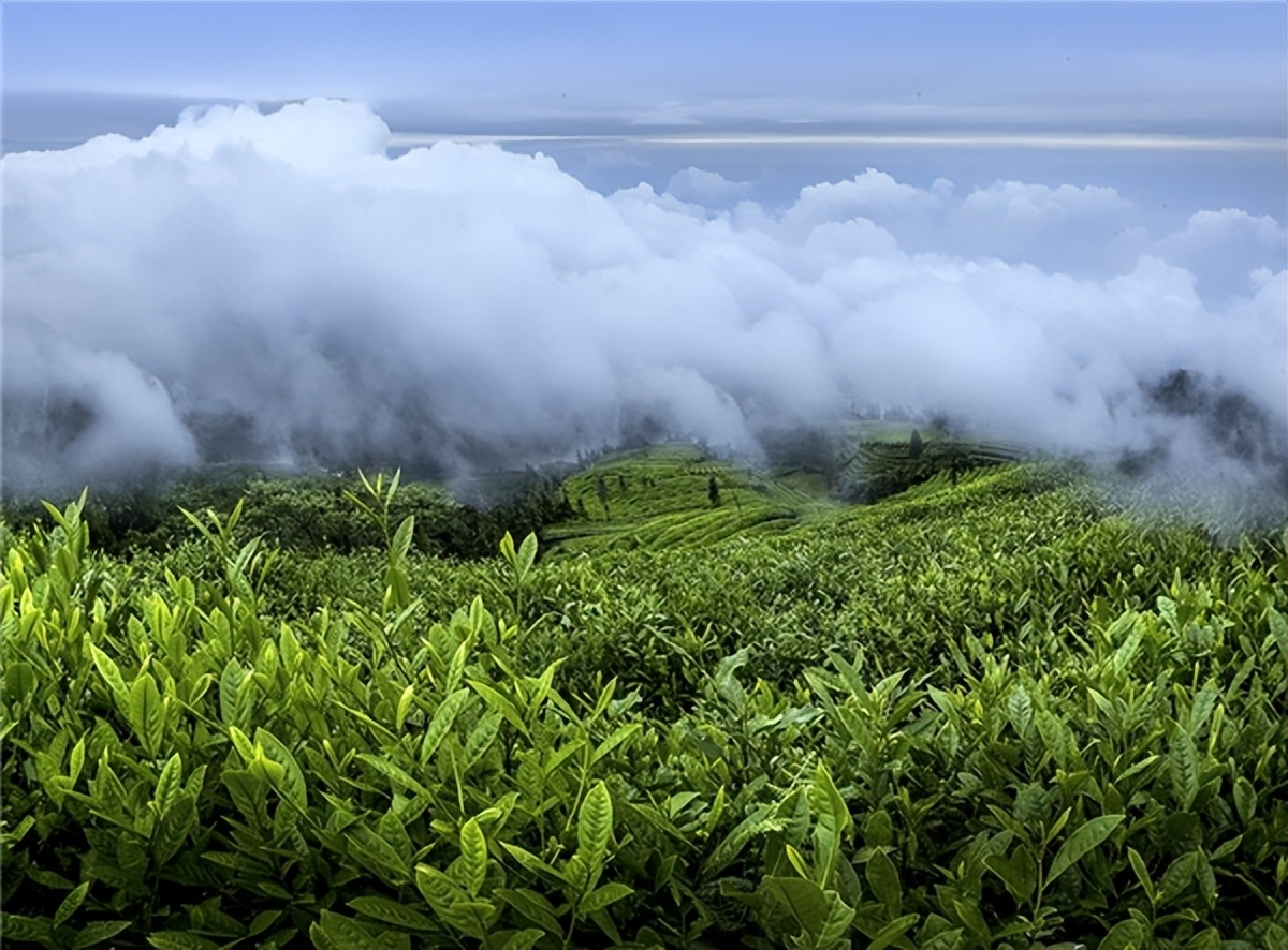 Fresh Bamboo Leaf Green Tea comes from the Emei Mountains - iNEWS