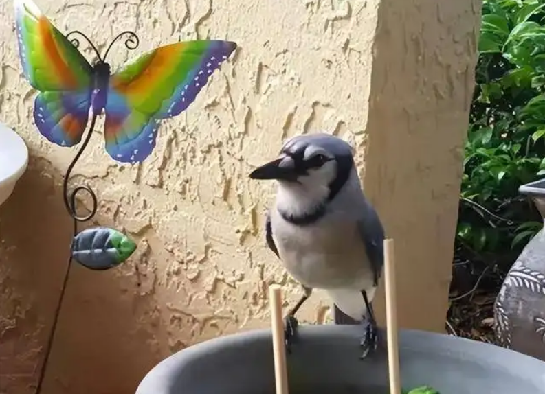 9 years ago, American woman saved a bird, and 3 years later, she was ...