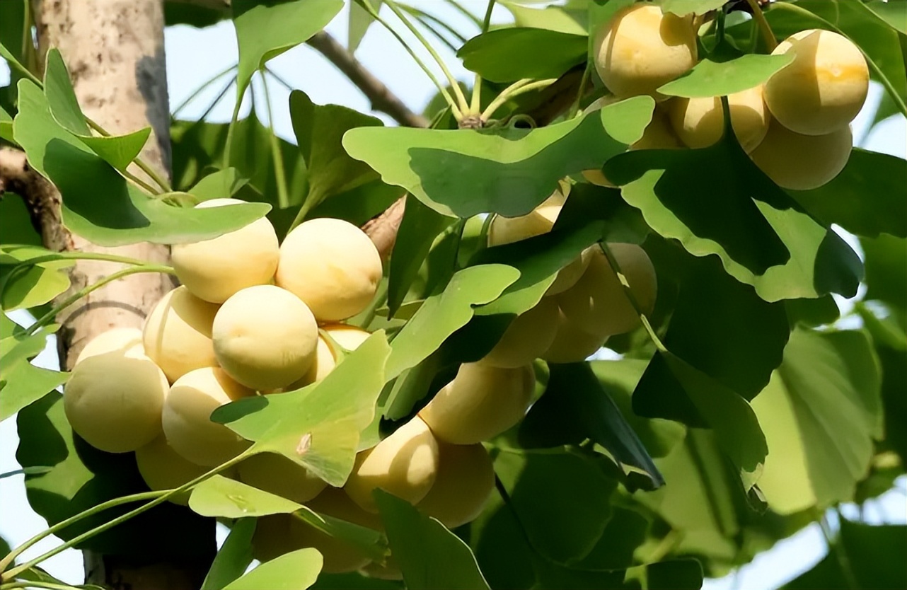 "Ginkgo" is the fruit of the ginkgo tree?Is it really edible?Why is no ...