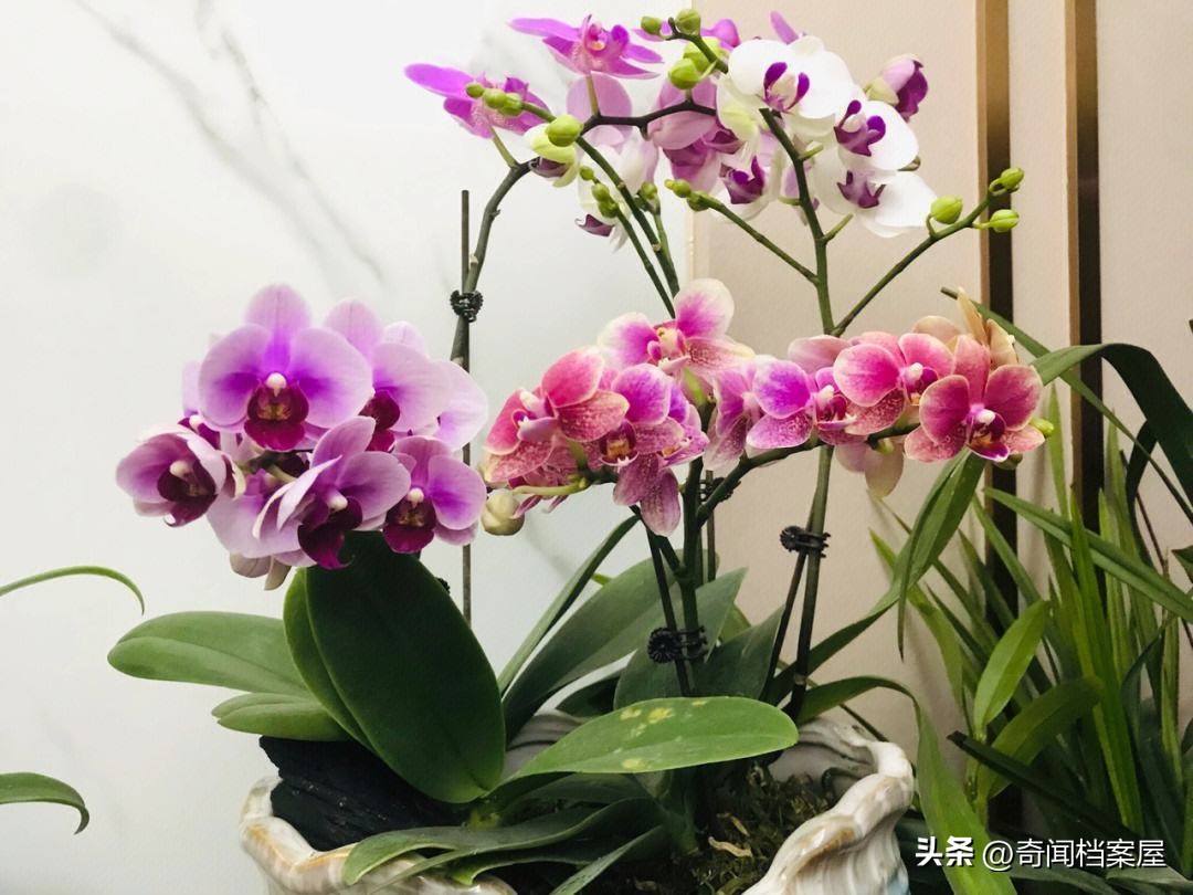 "King of Flowers" and "Queen of Flowers", Analysis of Orchid ...