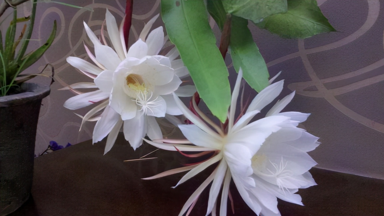 This flower is called the beauty under the moon. It only blooms at ...