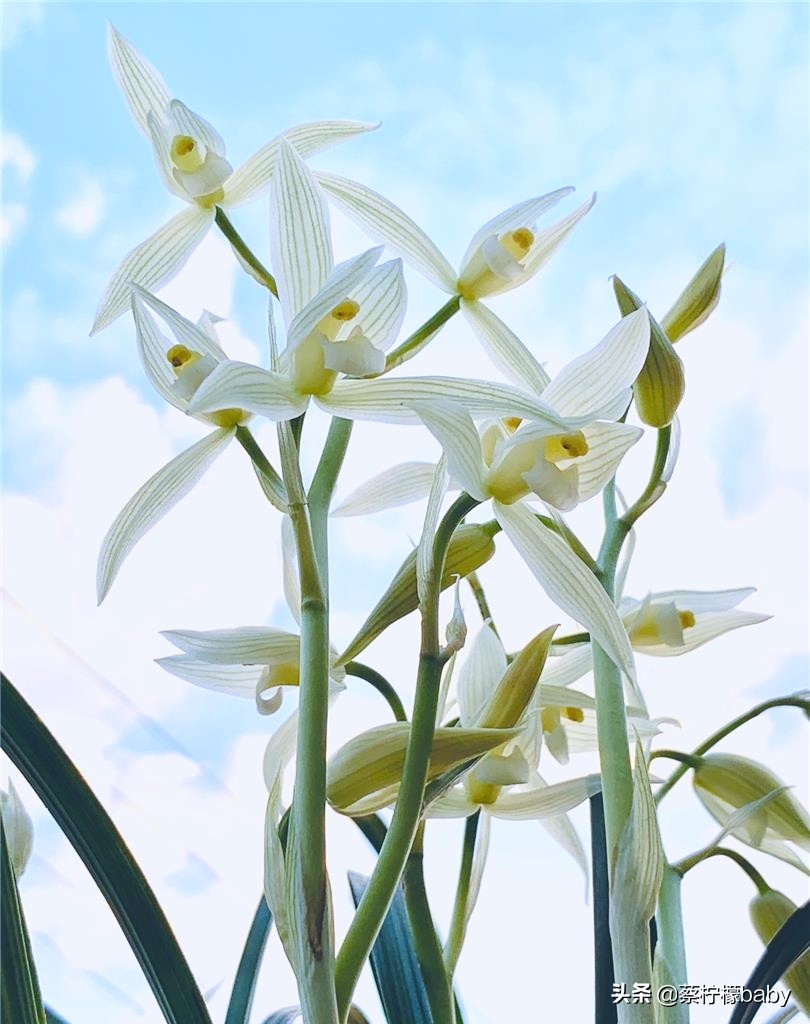 Have you seen 3 lotus petal orchids?Have you ever planted it? - iNEWS