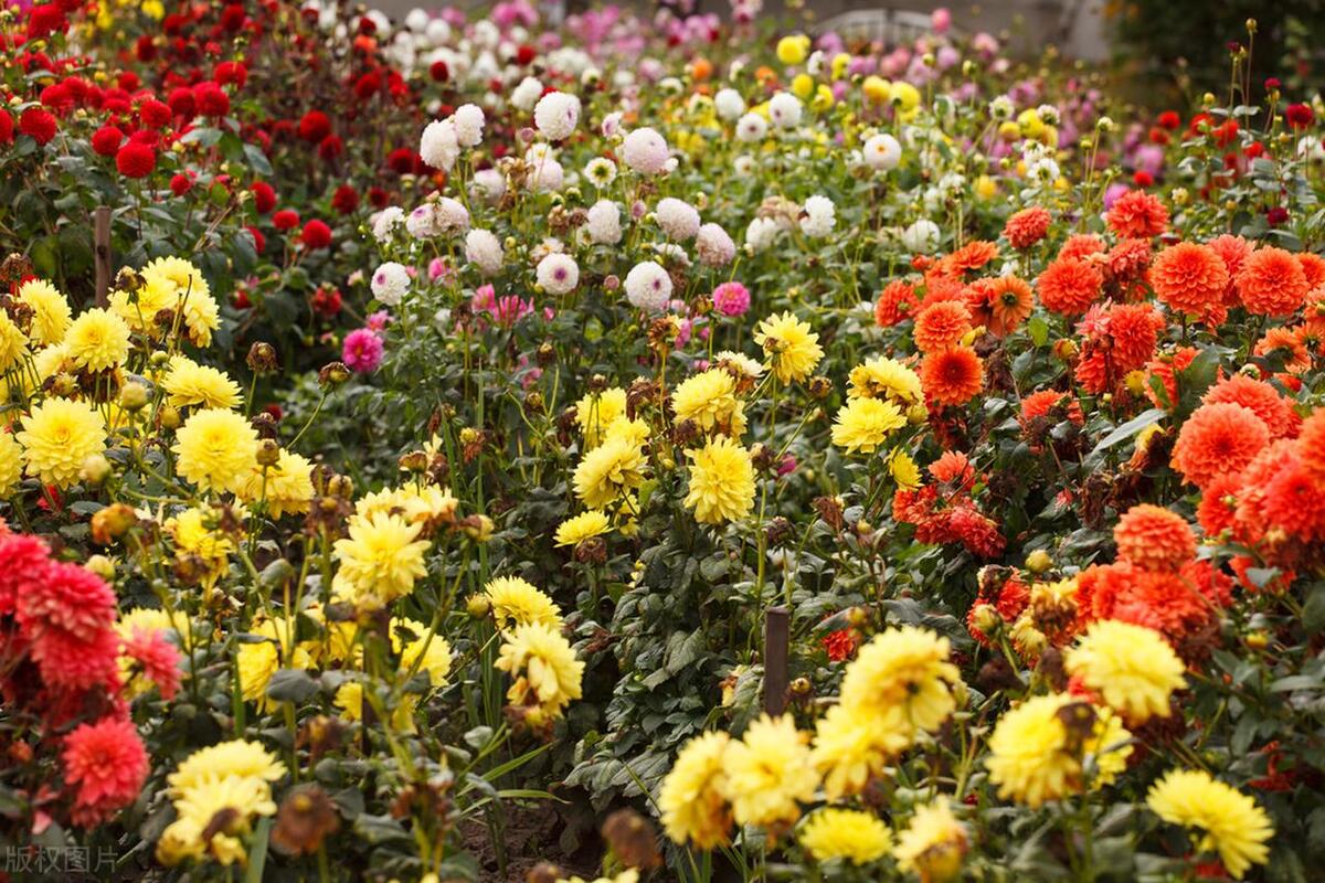 Plant a dahlia at the door. The big and wealthy flowers are blooming ...