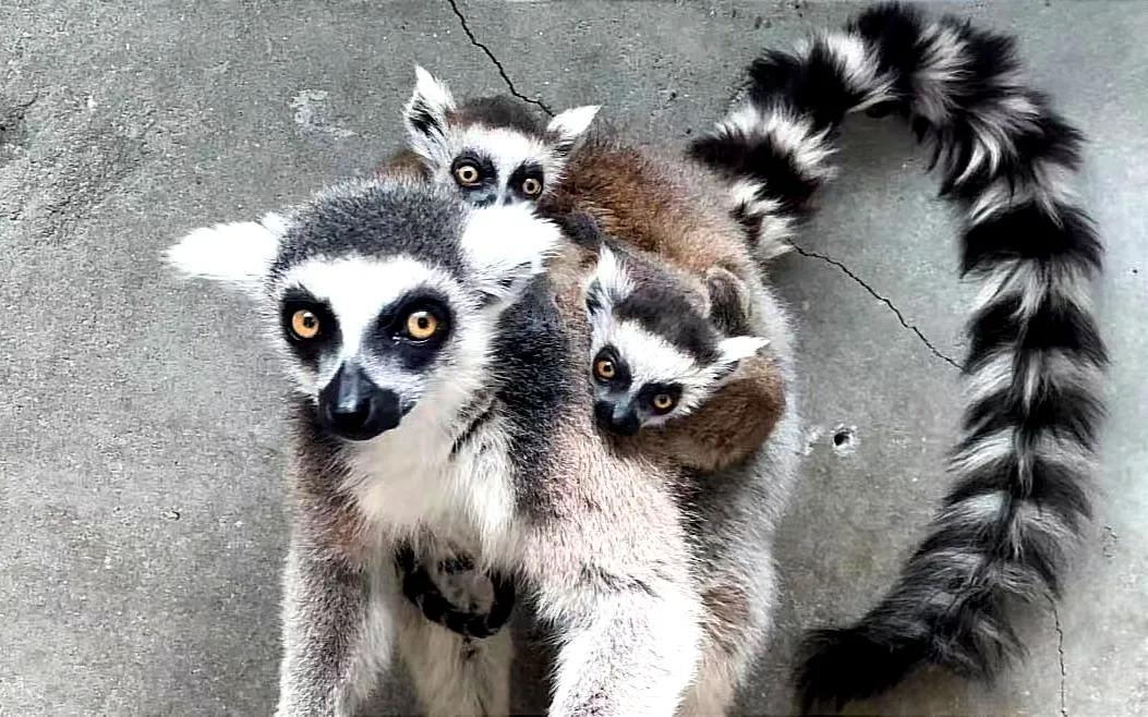 Wuxi Zoo: Spring Carnival - iMedia