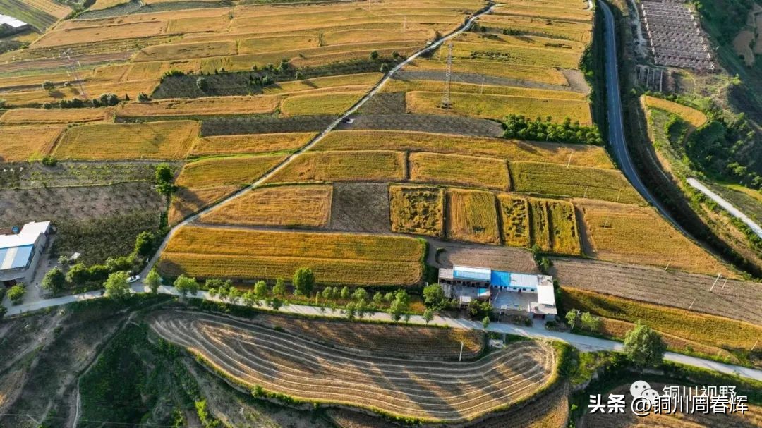 The wheat in Tongchuan is ripe [Photo by Zhang Baoguang] - iNEWS