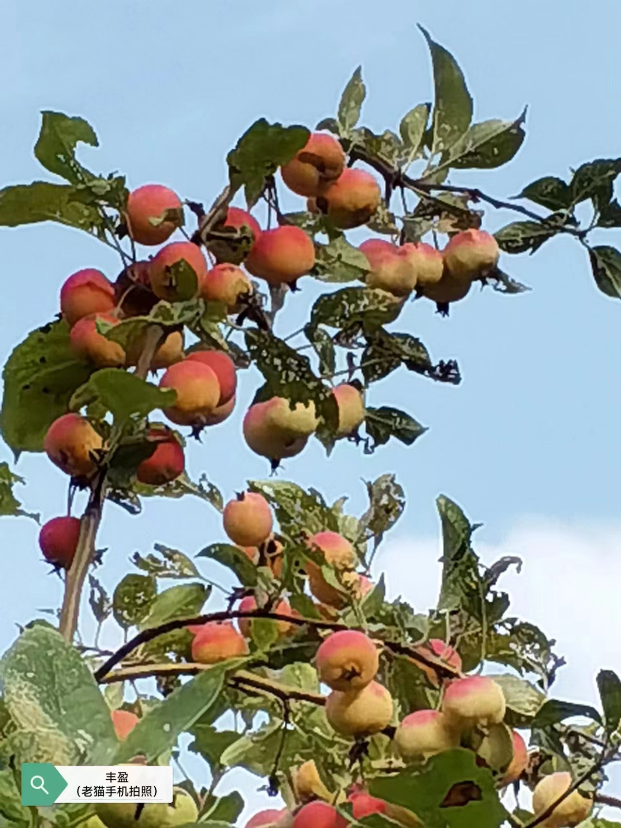 Yang Chengbin and Yang Yanhua's brother and sister group poems: 7 poems ...