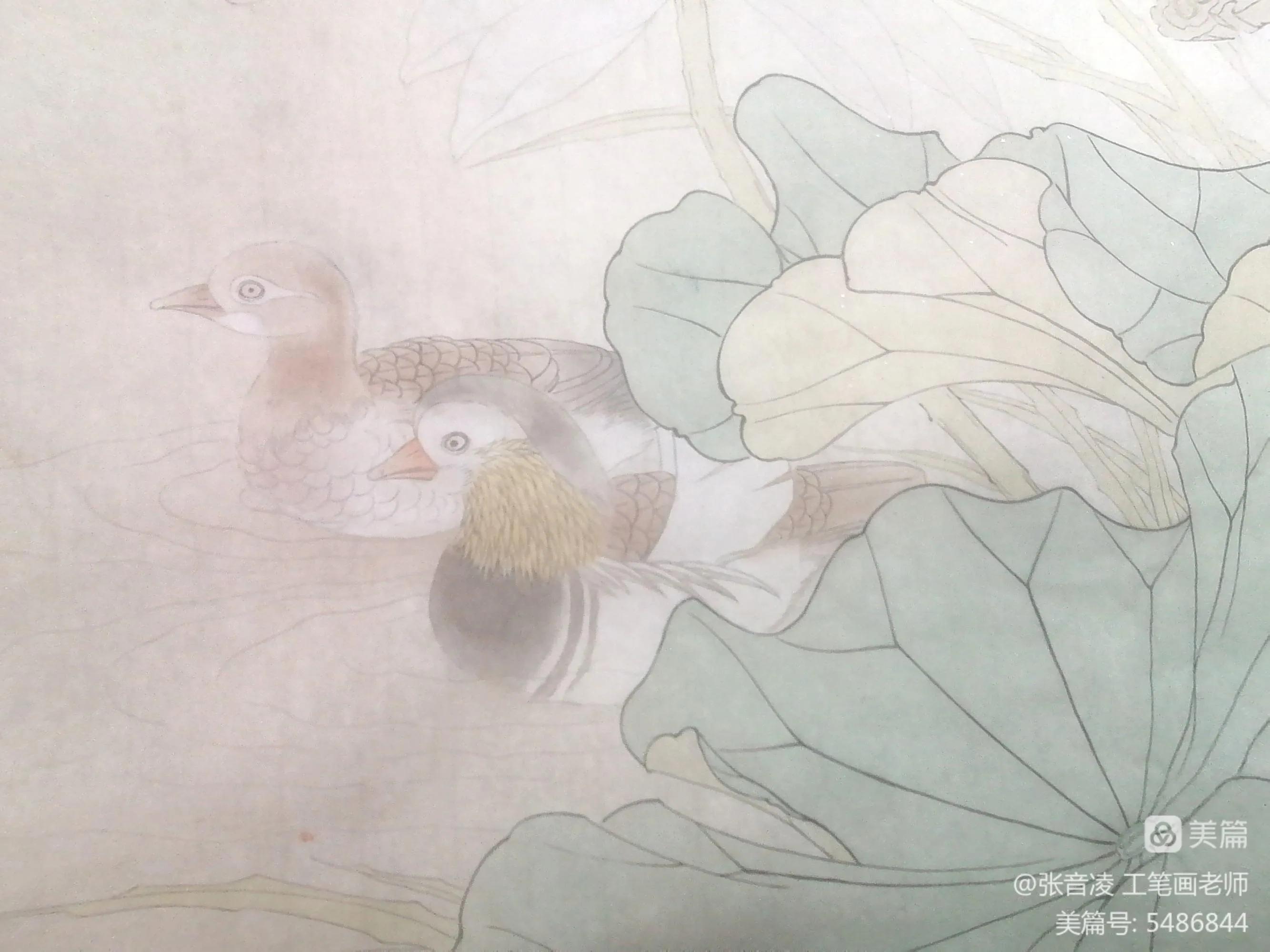lotus mandarin duck - iNEWS