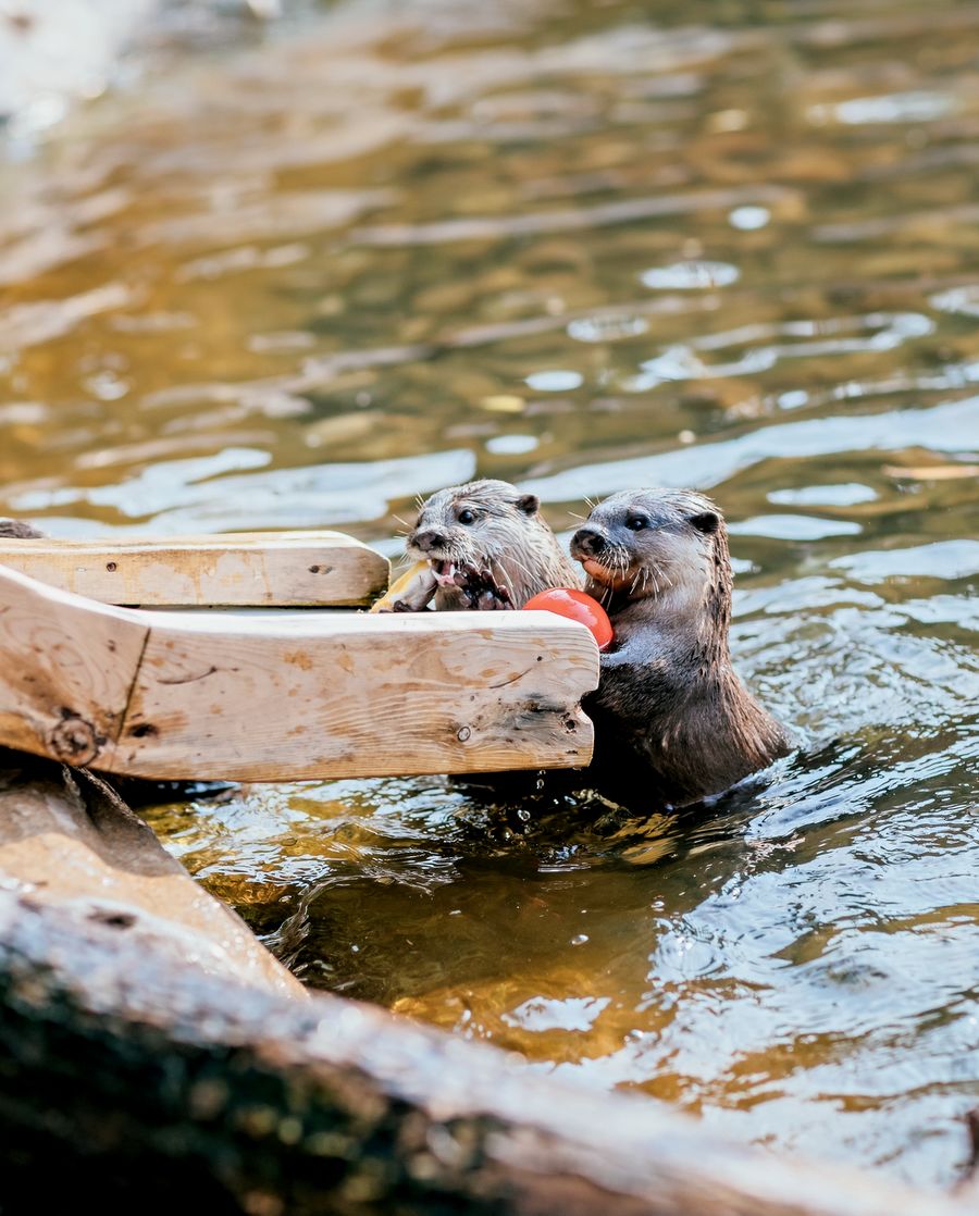 Otter: Ecological Protection and Cute Messenger - iNEWS