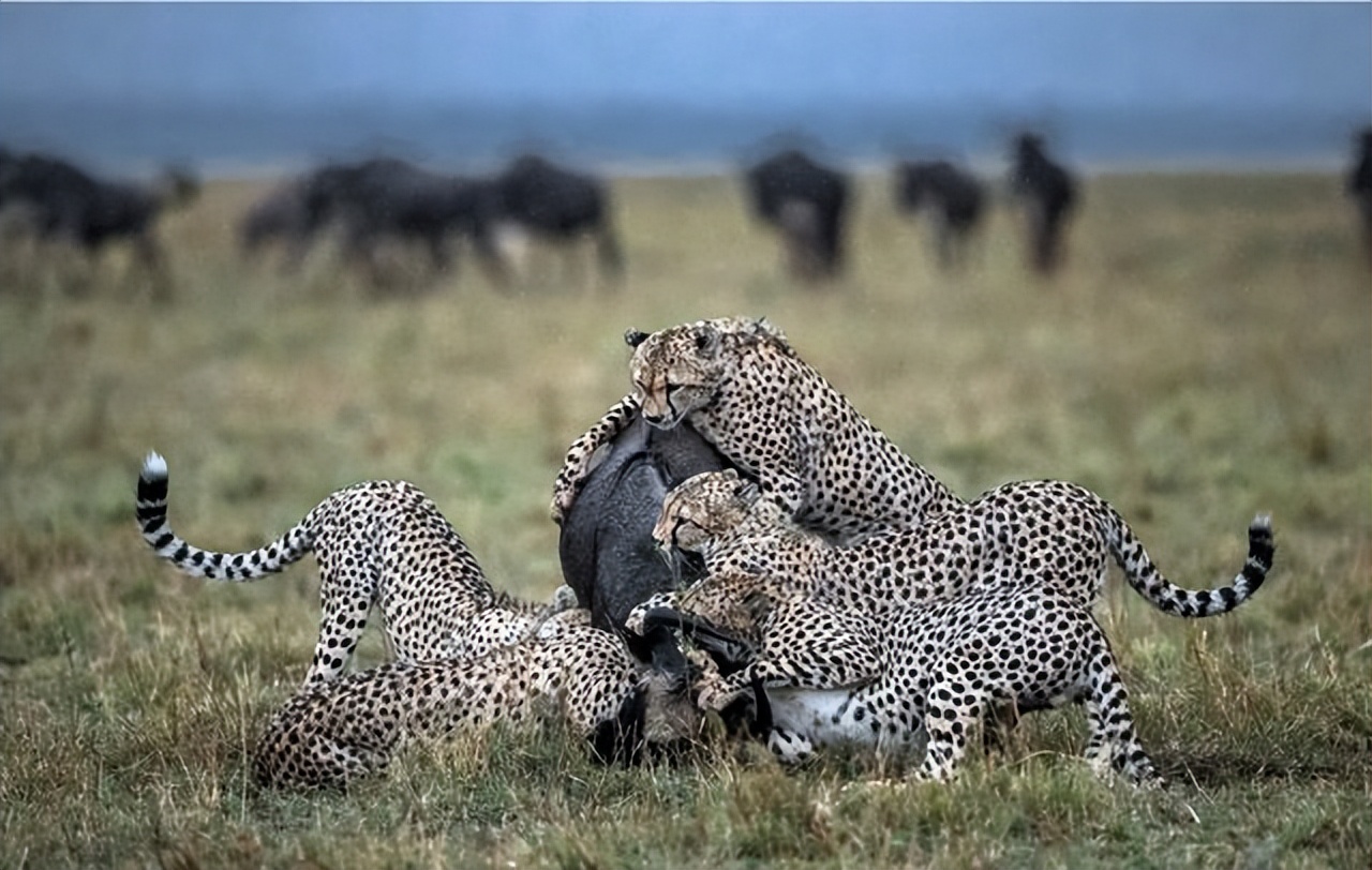 What is a natural enemy?What are the relationships between natural ...